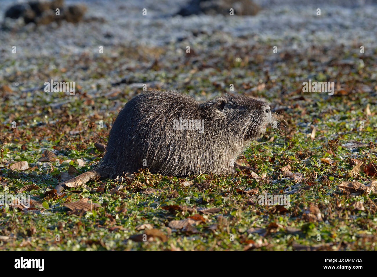 Nutria Italy High Resolution Stock Photography and Images - Alamy