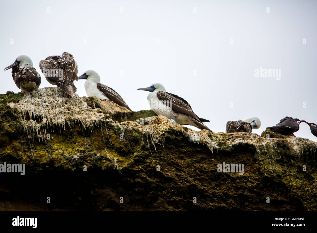 Aquatic seabirds in Peru.South America coast at Paracas National ...