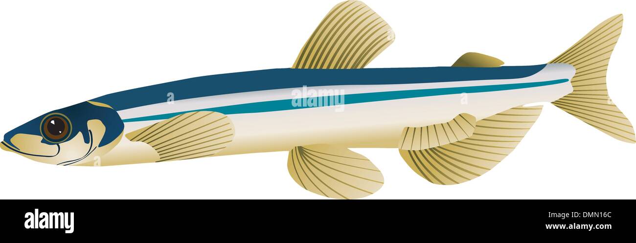 Vector Image Of Capelin Stock Vector Image Art Alamy