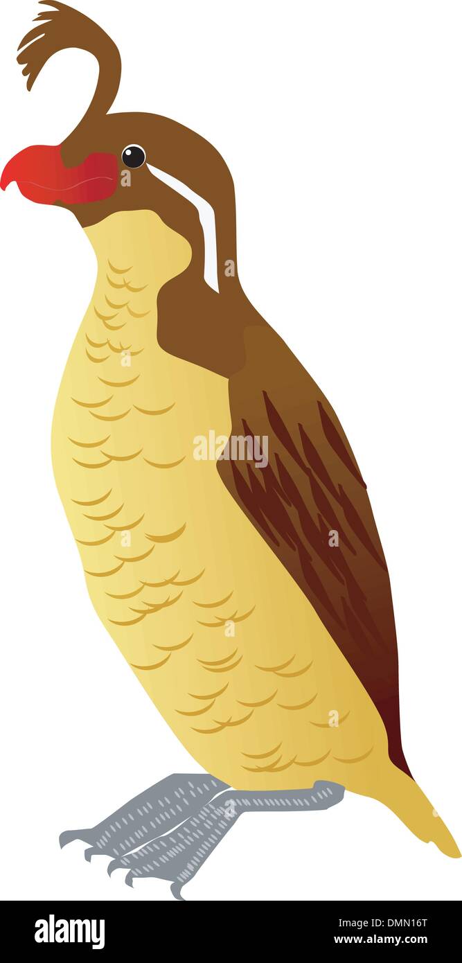 Vector image of crested aukle Stock Vector Image & Art - Alamy