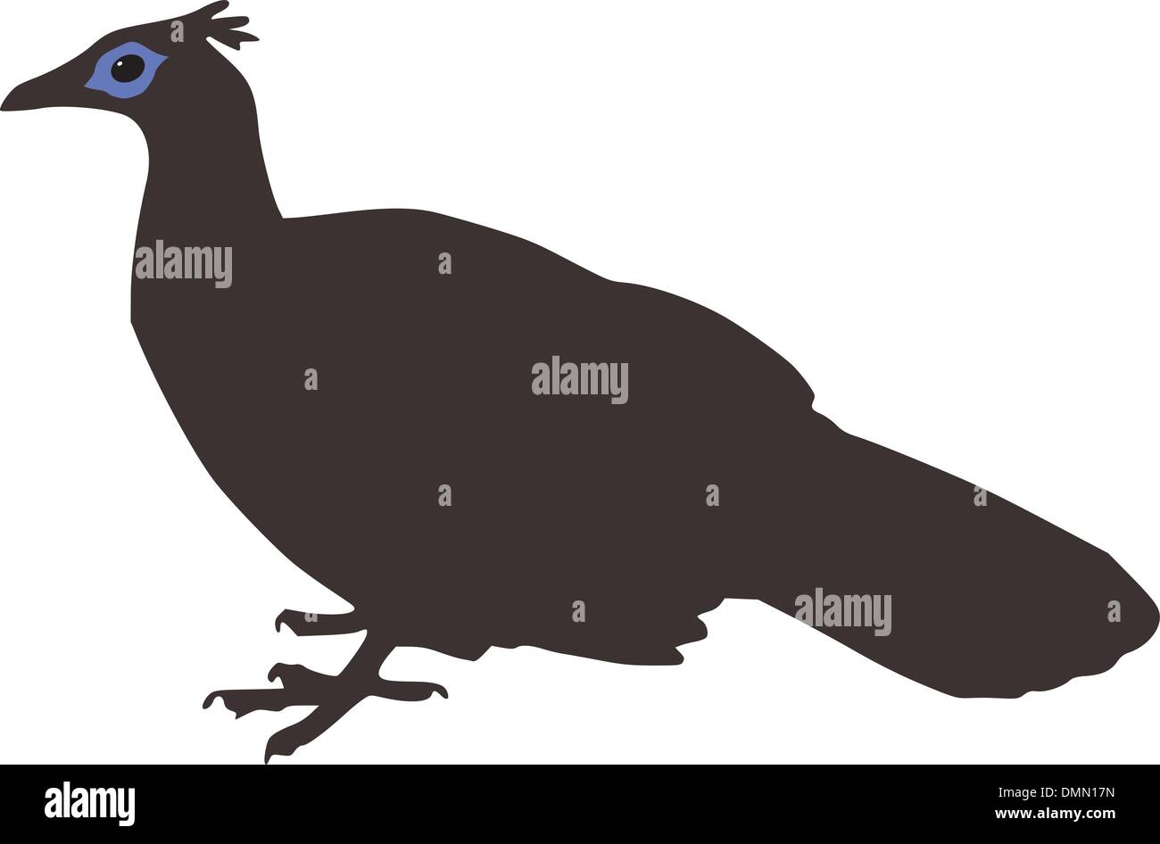 Vector image of Himalayan monal Stock Vector Image & Art - Alamy