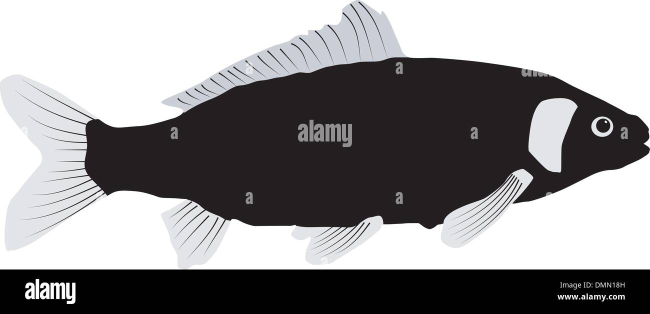 Vector illustration of Carp on a white background Stock Vector Image ...