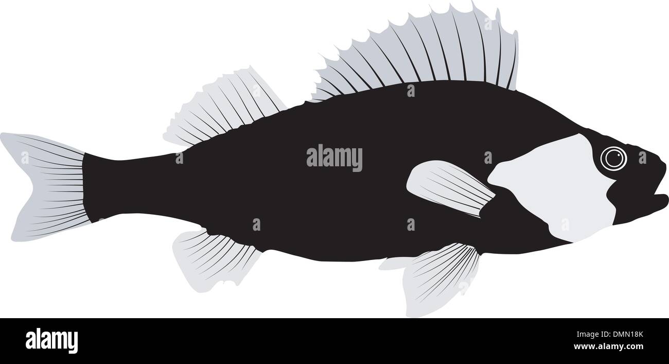 Vector illustration of Ruff on a white background Stock Vector Image ...