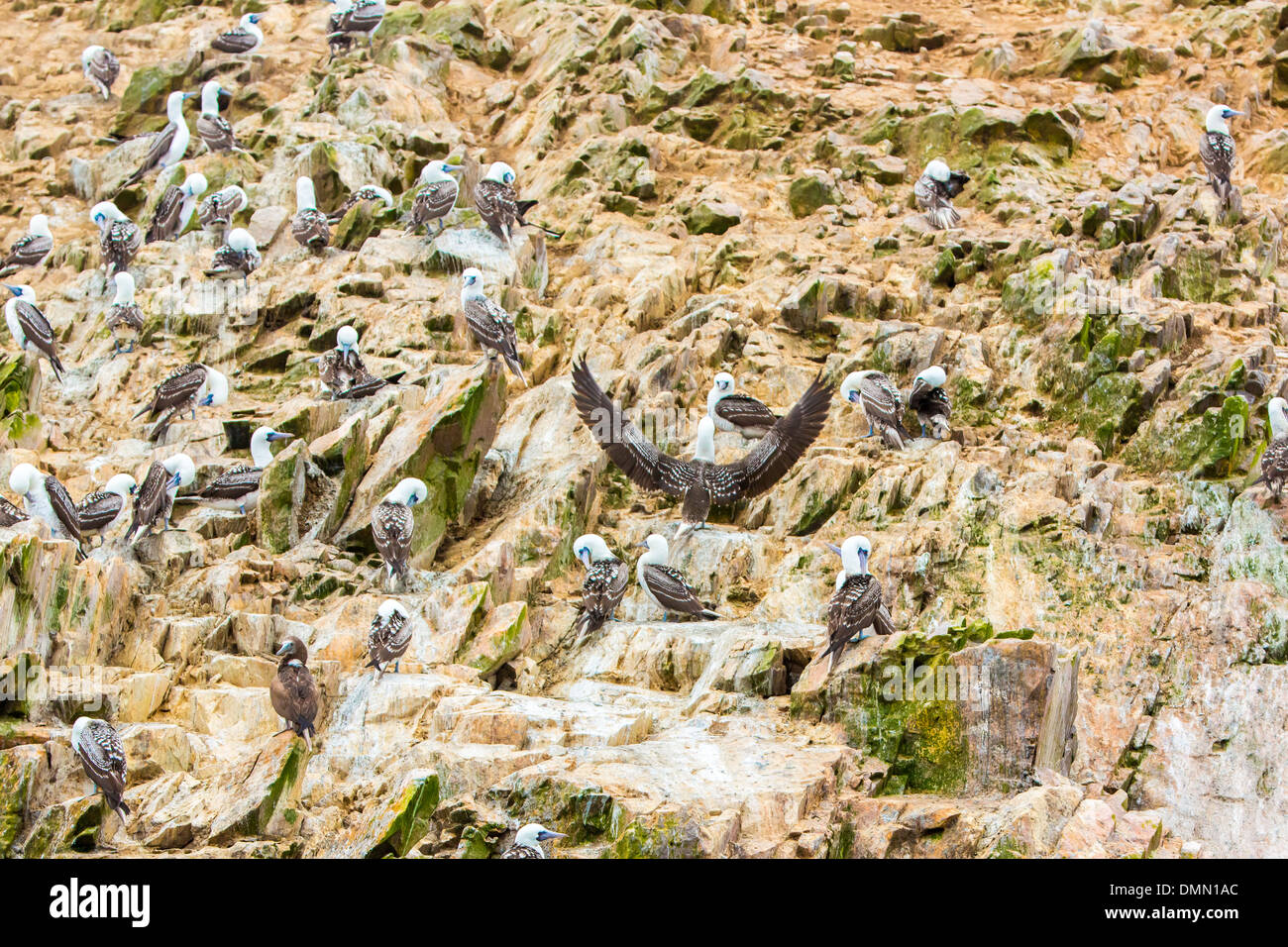 Aquatic seabirds in Peru South America coast at Paracas National ...