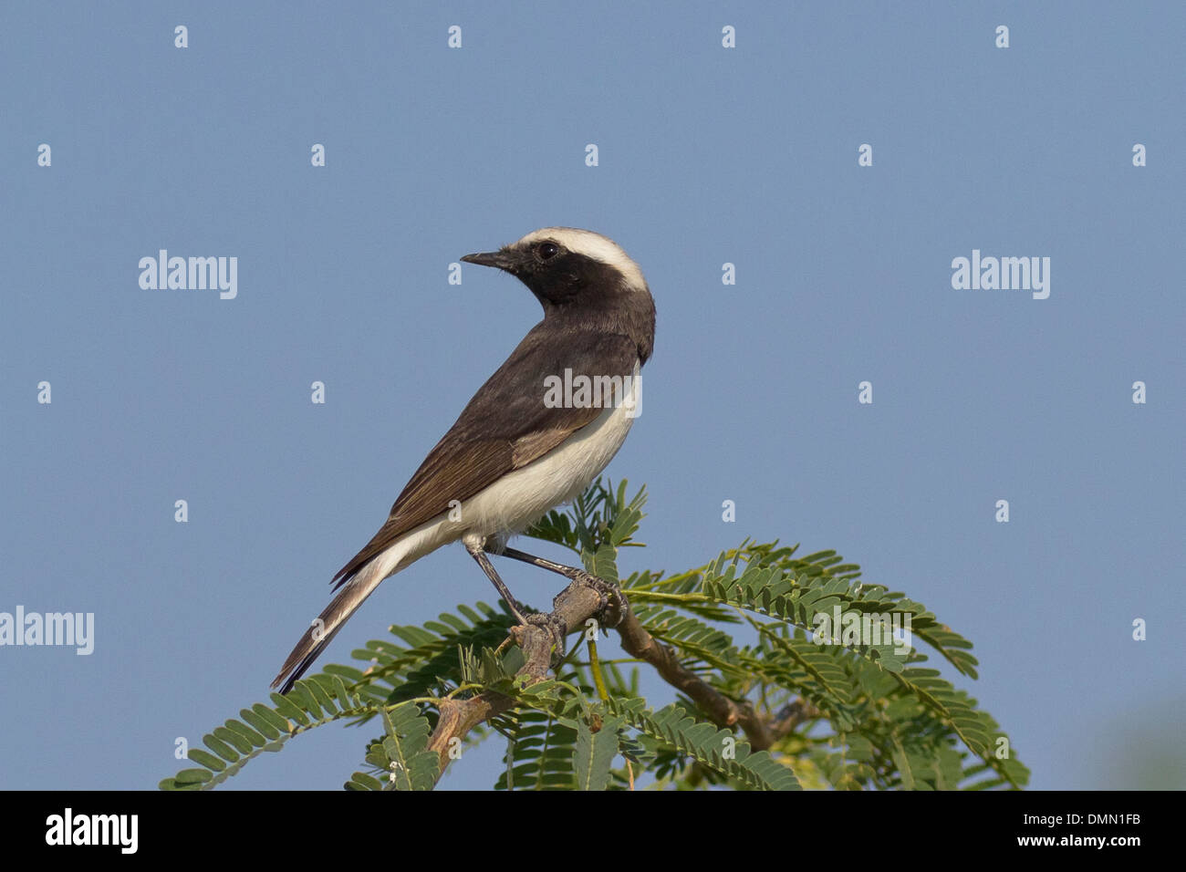 Variable Wheatear (Oenanthe capistrata Stock Photo - Alamy