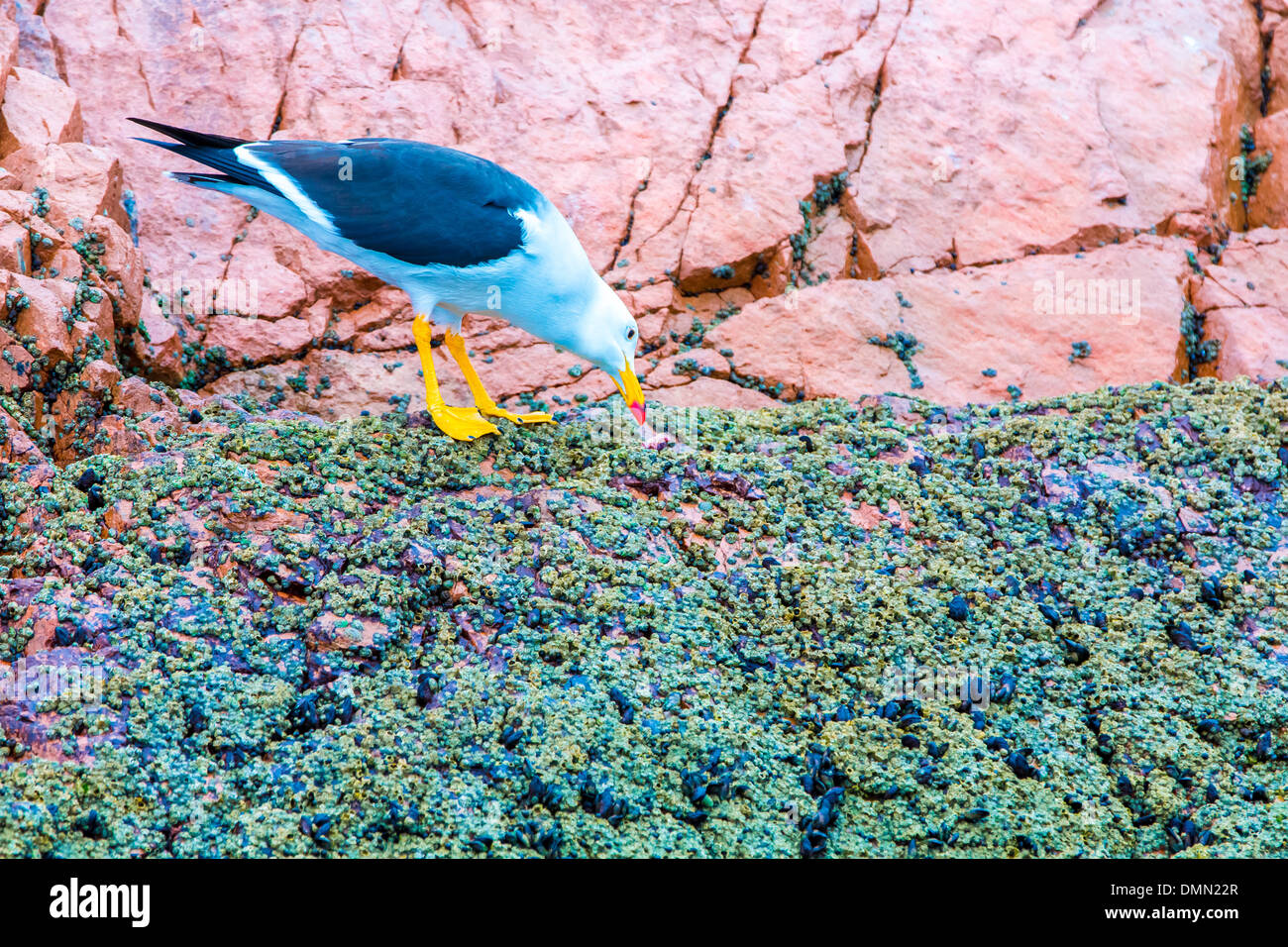 Aquatic seabirds in Peru South America coast at Paracas National ...