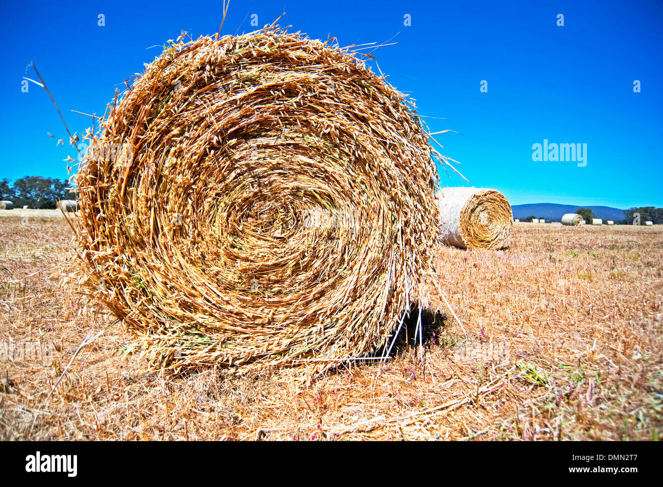 Harvesting Hay Australia High Resolution Stock Photography and Images ...