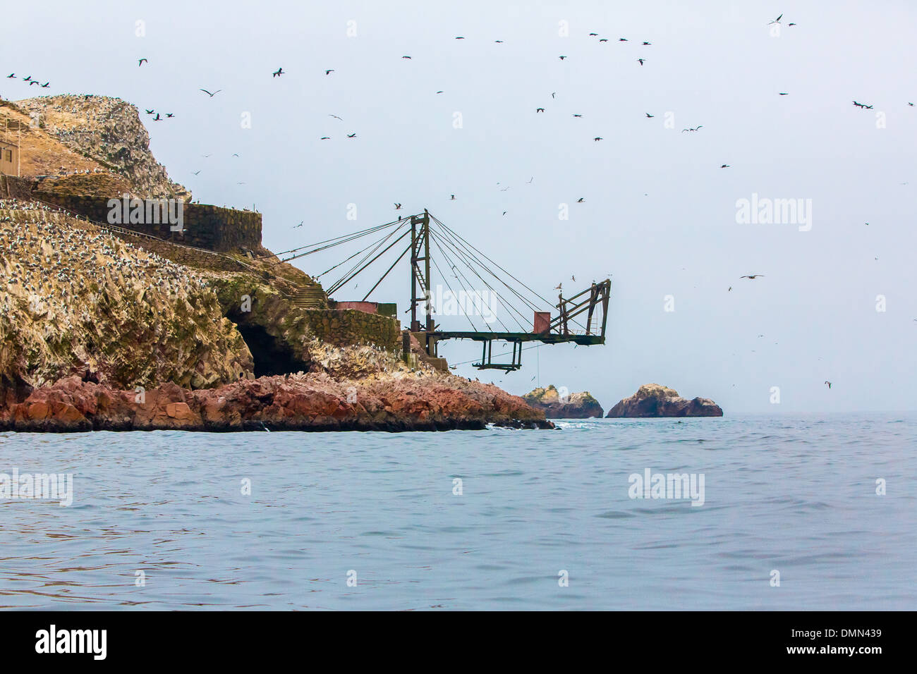 Aquatic seabirds in Peru South America coast at Paracas National ...