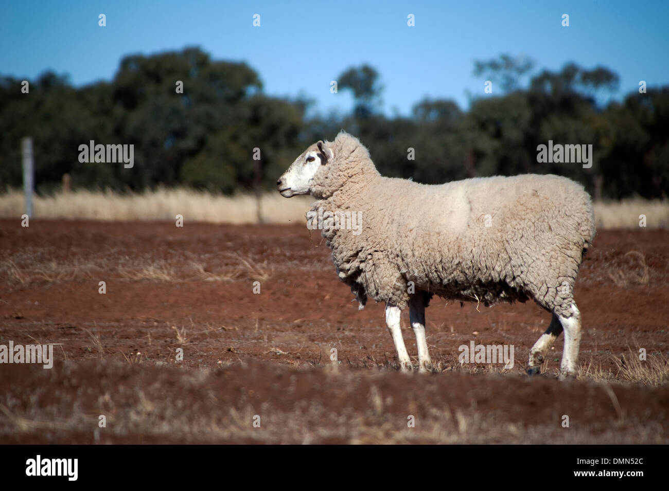 Sheep alone hi-res stock photography and images - Alamy