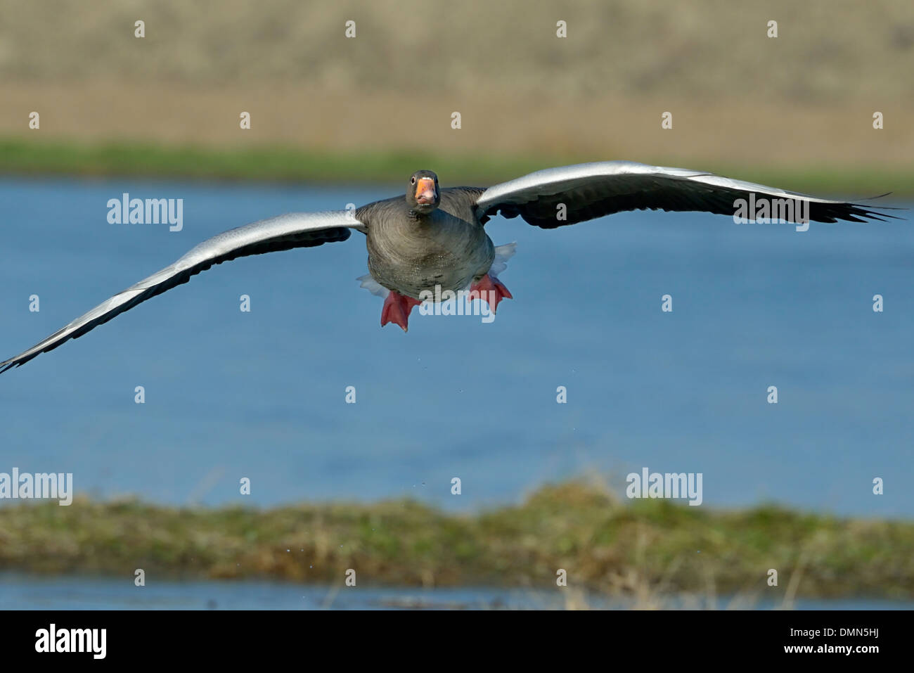 Goose claws hi-res stock photography and images - Alamy