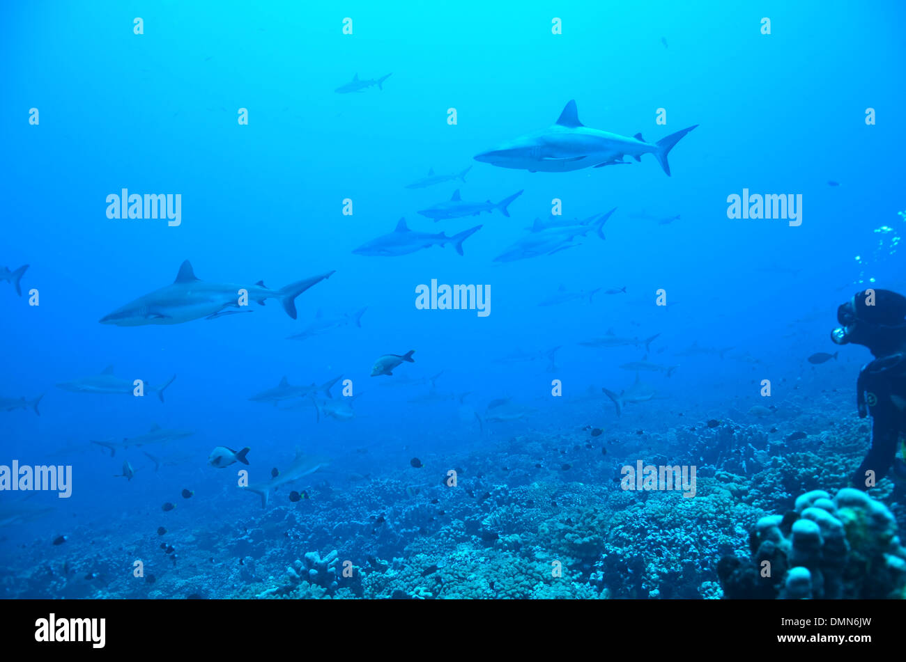 Fakarava shark hi-res stock photography and images - Alamy
