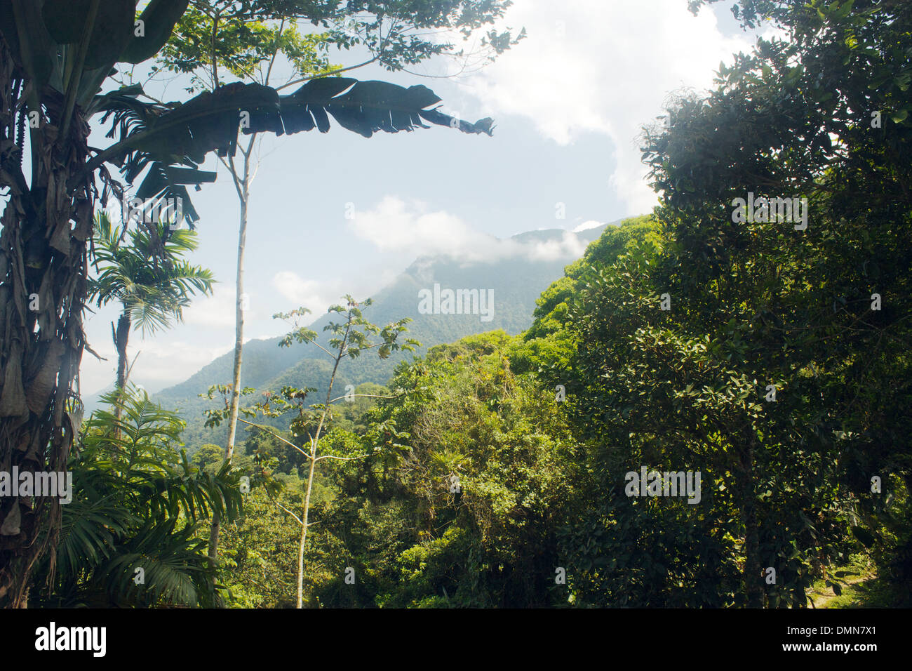 View of the Colombian tropical rainforest and mountains Stock Photo - Alamy