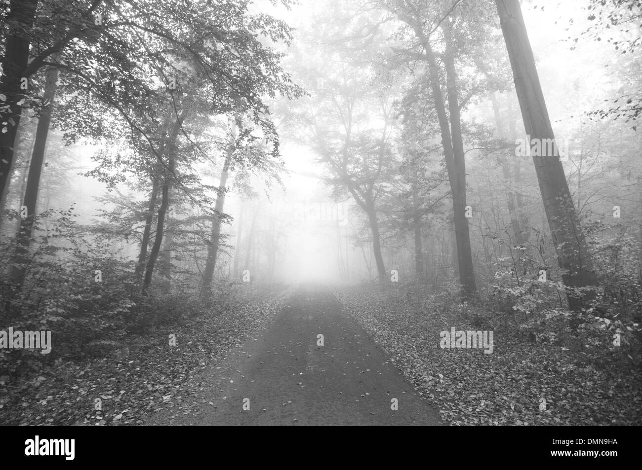 forest trail in fog Stock Photo - Alamy