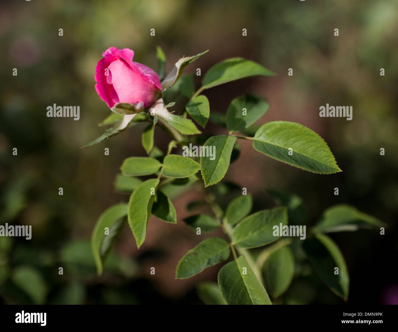 Rose paul neyron hi-res stock photography and images - Alamy