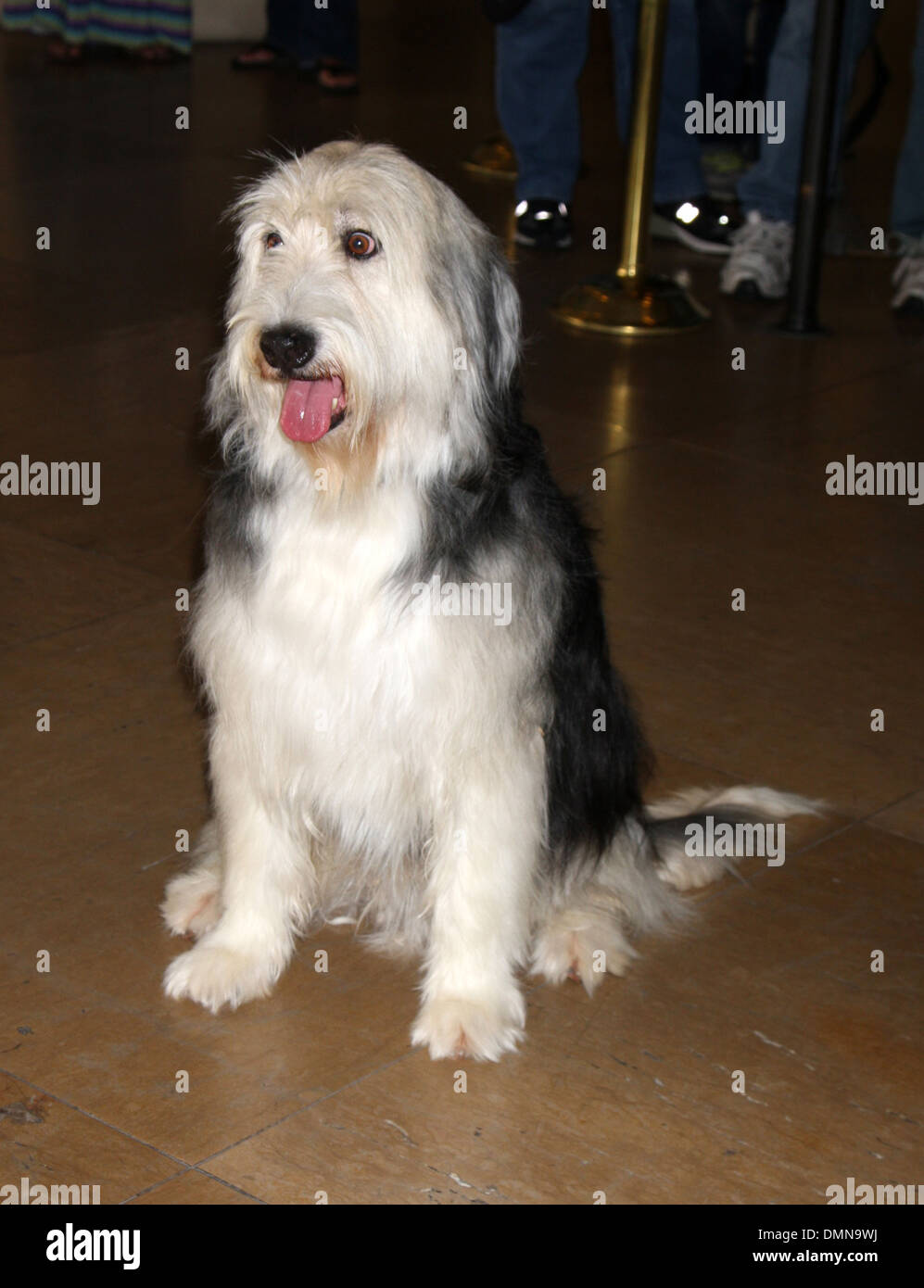 BugZ Hallmark Channel and Hallmark Movie Channel TCA press tour at ...