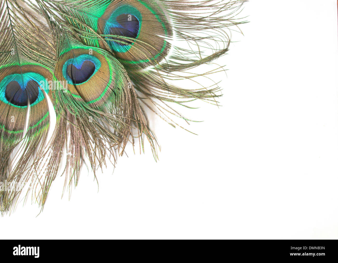 Peacock Feather Corner Design