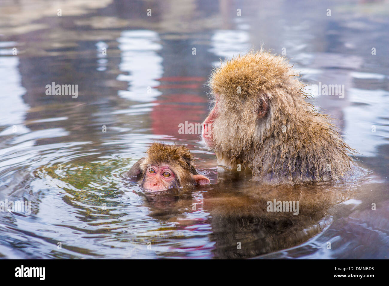 Macaques bath in hot springs in Nagano, Japan Stock Photo - Alamy