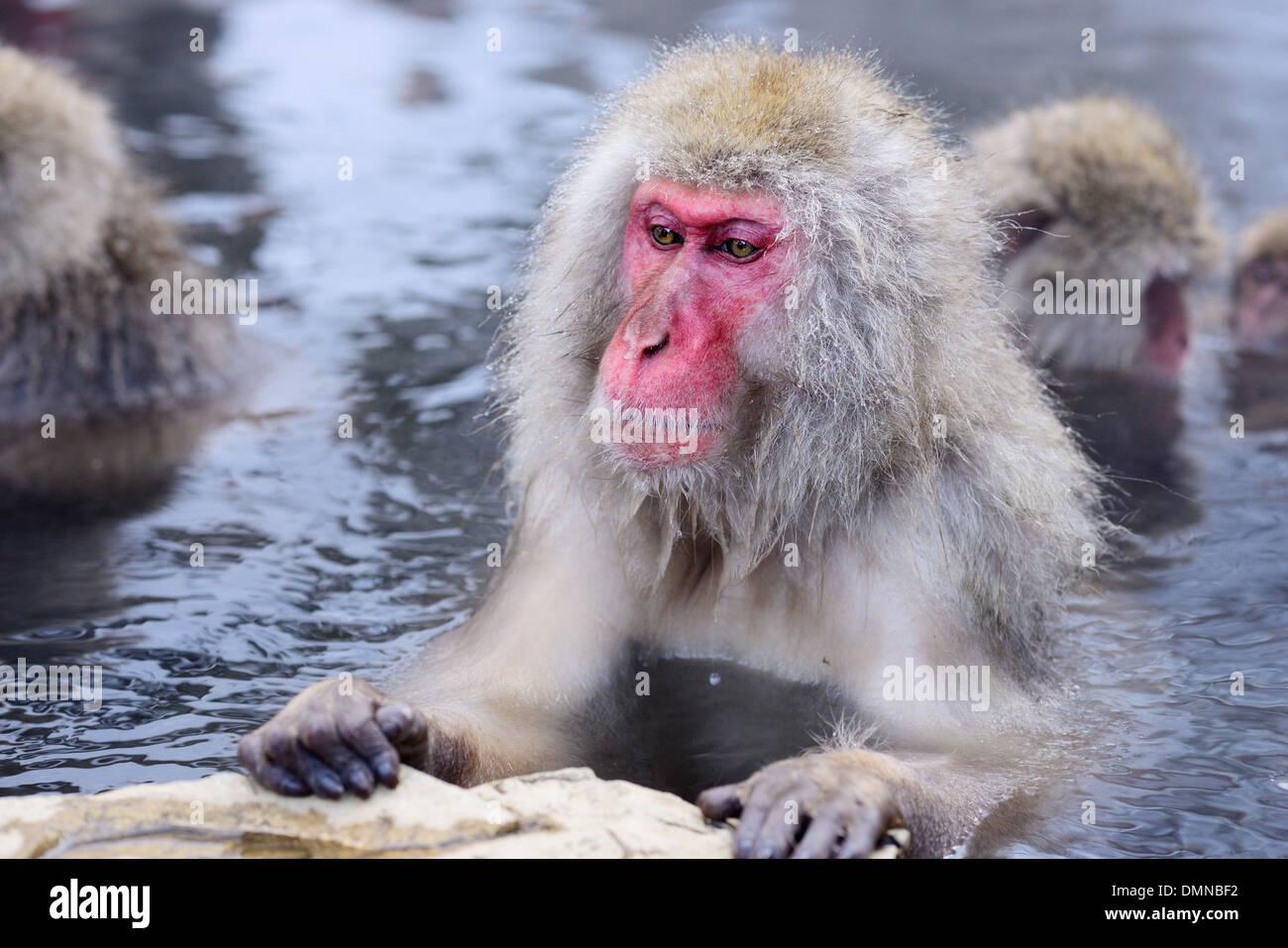 Macaques bath in hot springs in Nagano, Japan Stock Photo - Alamy