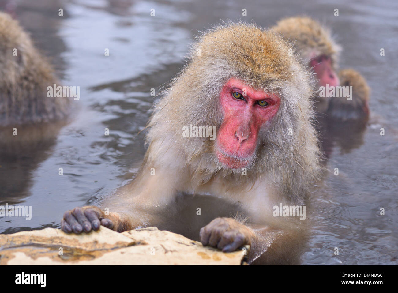 Macaques bath in hot springs in Nagano, Japan Stock Photo - Alamy