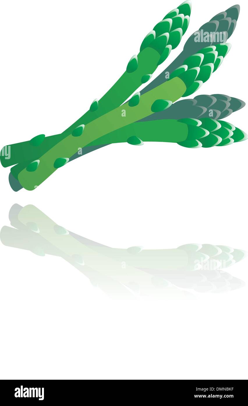 Asparagus vector vectors hi-res stock photography and images - Alamy
