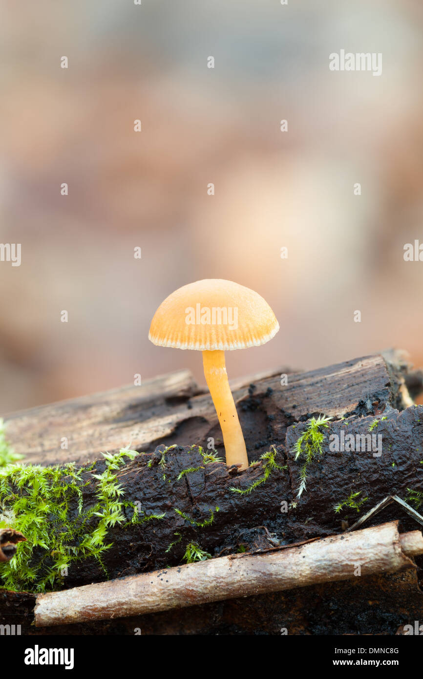Beautiful mushroom hi-res stock photography and images - Alamy