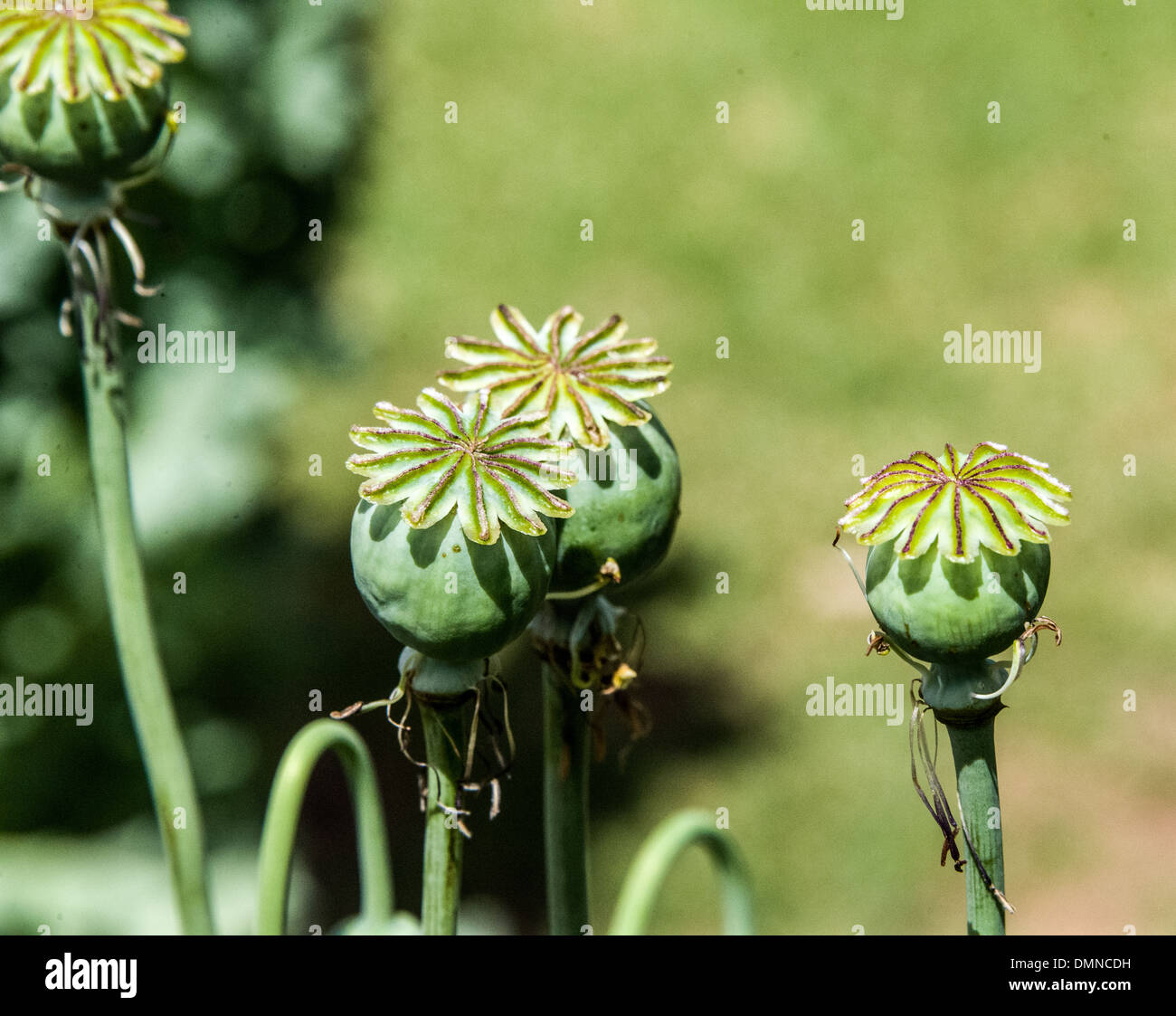 Crowns of flower hi-res stock photography and images - Alamy