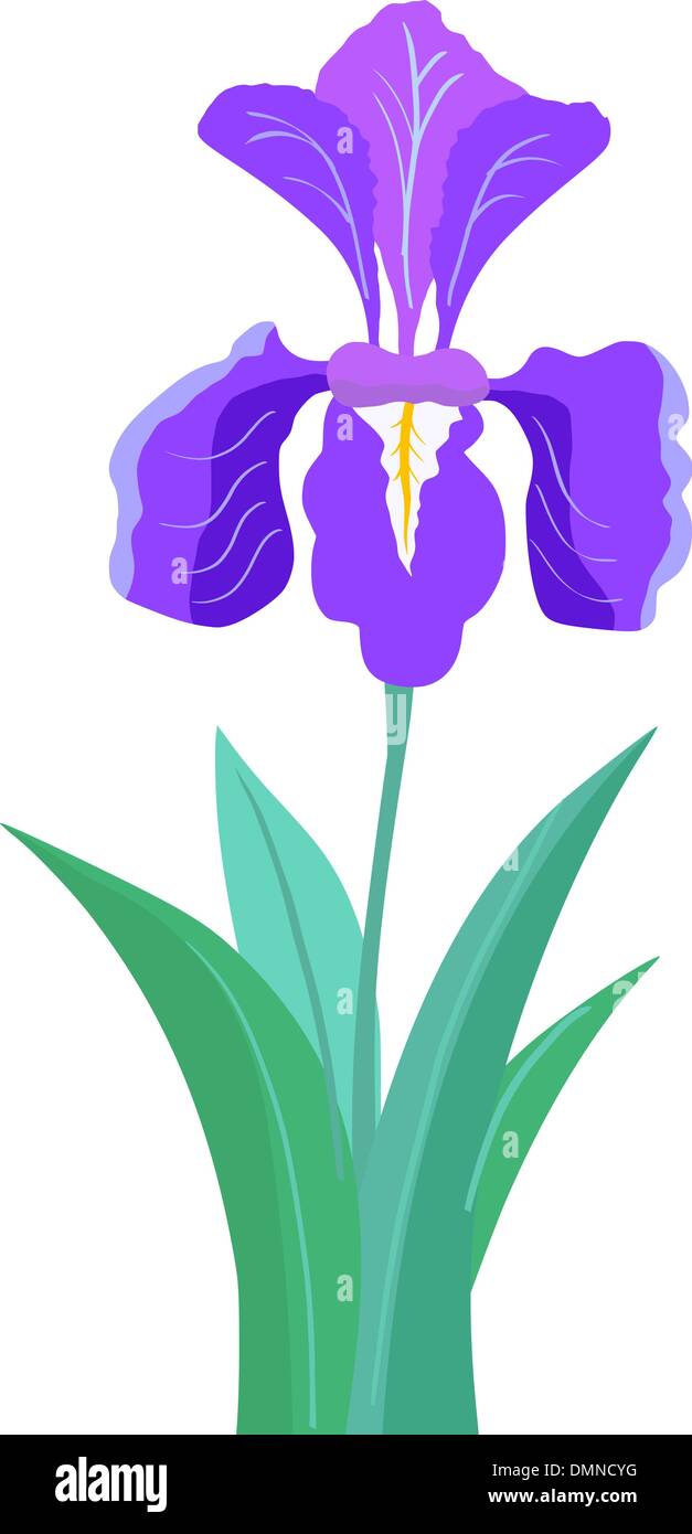 Illustration of iris Stock Vector Image & Art - Alamy
