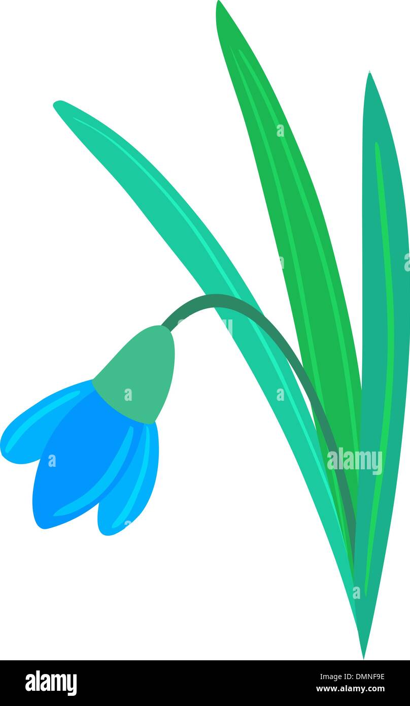 Illustration of snowdrop Stock Vector Image & Art - Alamy