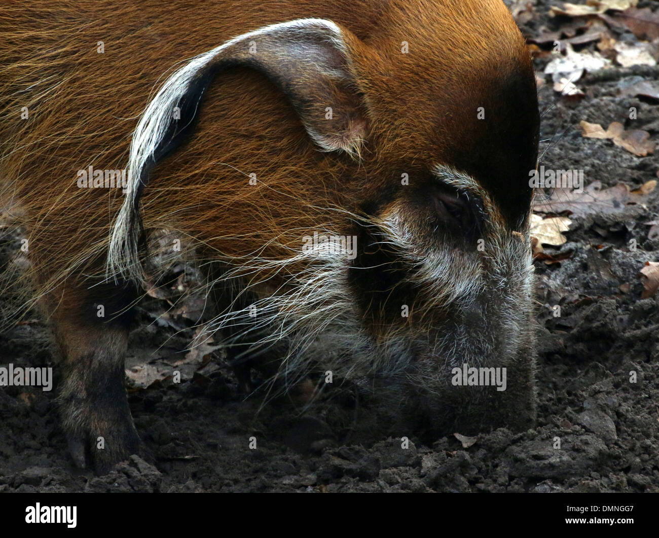 African Red river hog or Bush Pig (Potamochoerus porcus) in a zoo ...