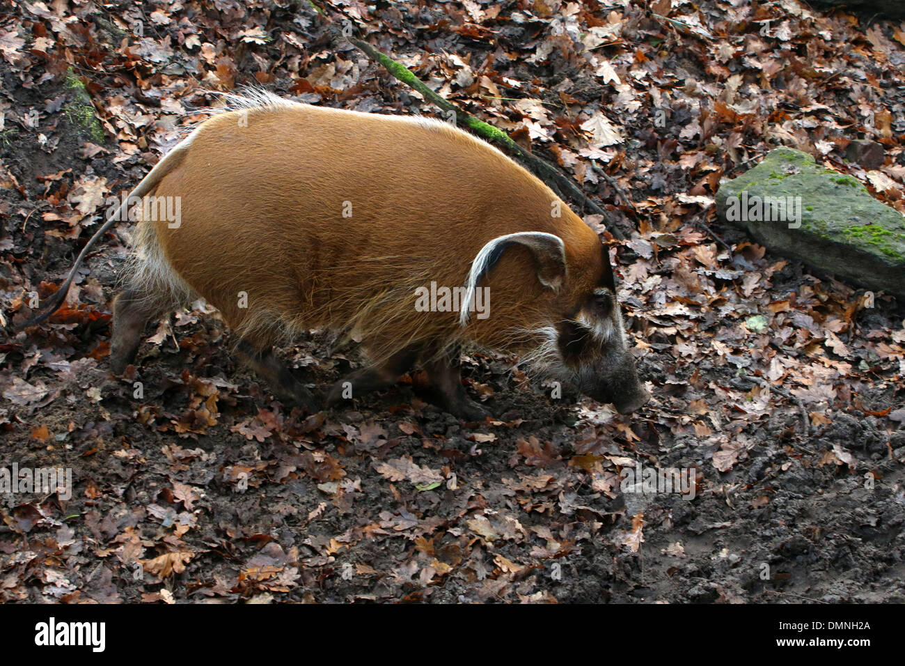 African Red river hog or Bush Pig (Potamochoerus porcus) in a zoo ...