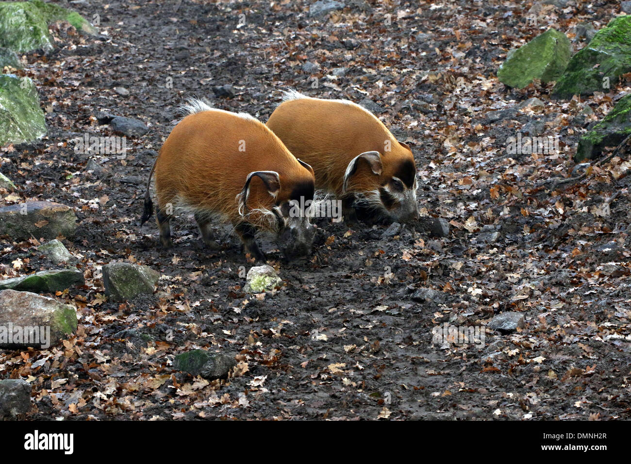 Two foraging African Red river hogs or Bush Pigs (Potamochoerus porcus ...