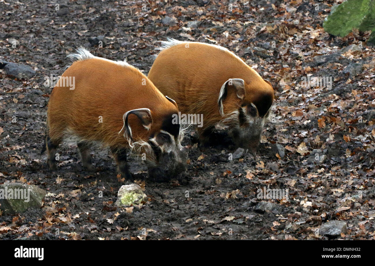 Two foraging African Red river hogs or Bush Pigs (Potamochoerus porcus ...