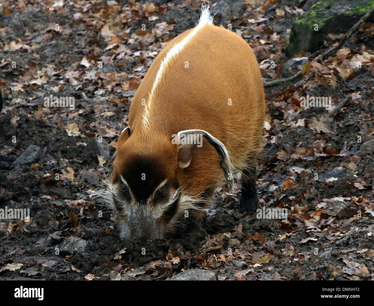 African Red river hog or Bush Pig (Potamochoerus porcus) in a zoo ...