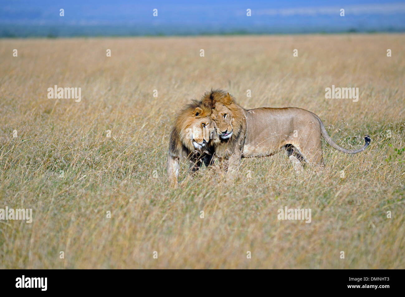 lions in the savanna of africa Stock Photo - Alamy