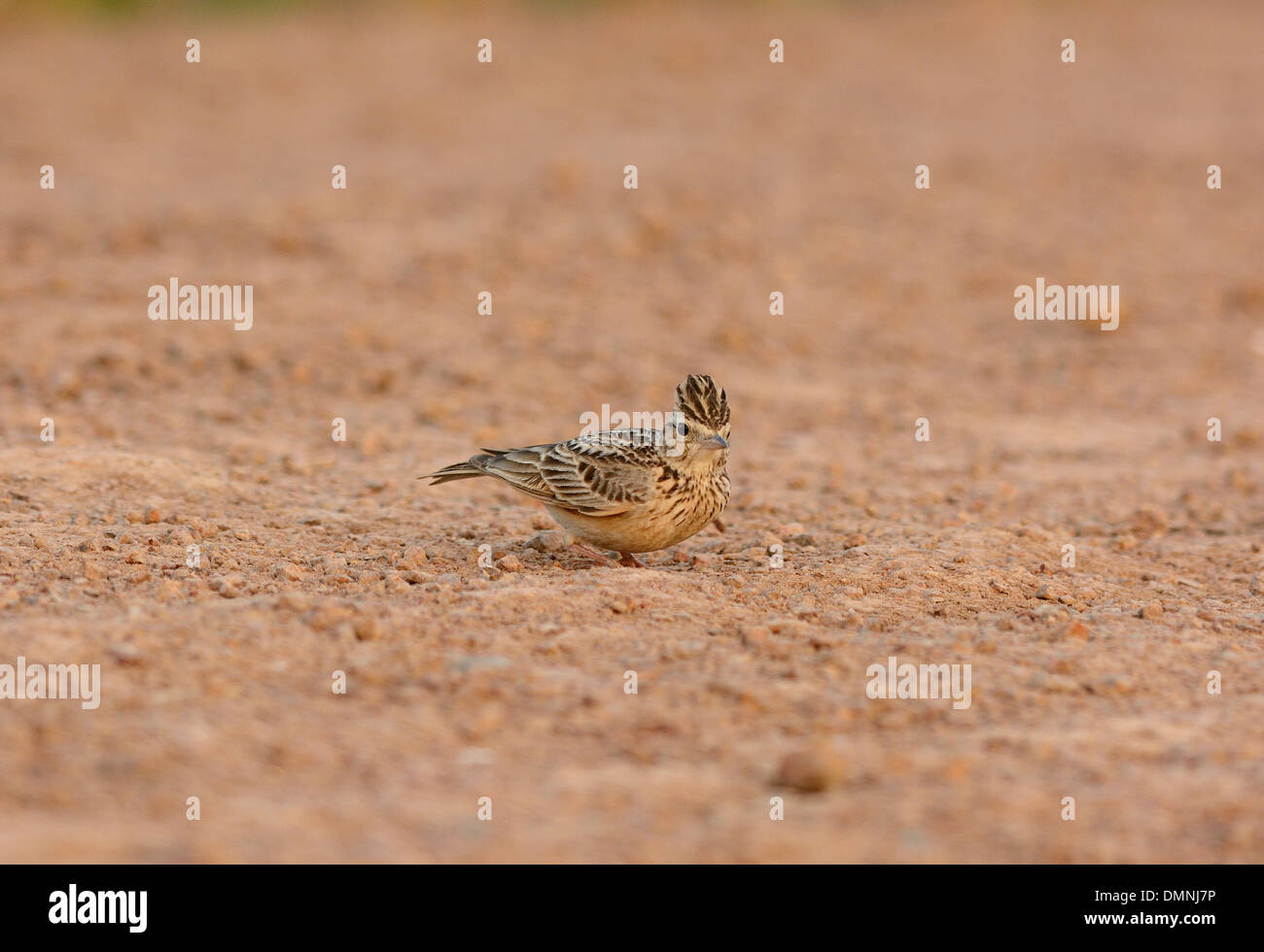 Asian skylark hi-res stock photography and images - Alamy