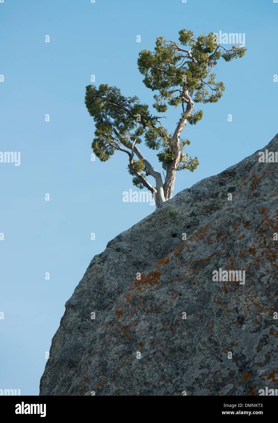 Juniper granite rock idaho hi-res stock photography and images - Alamy