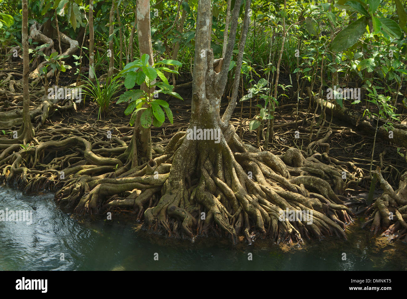Mangrove canopy hi-res stock photography and images - Alamy