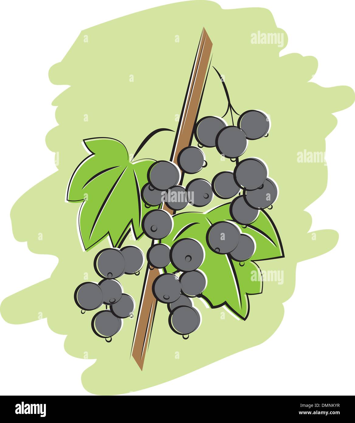 Black currant illustration hi-res stock photography and images - Alamy