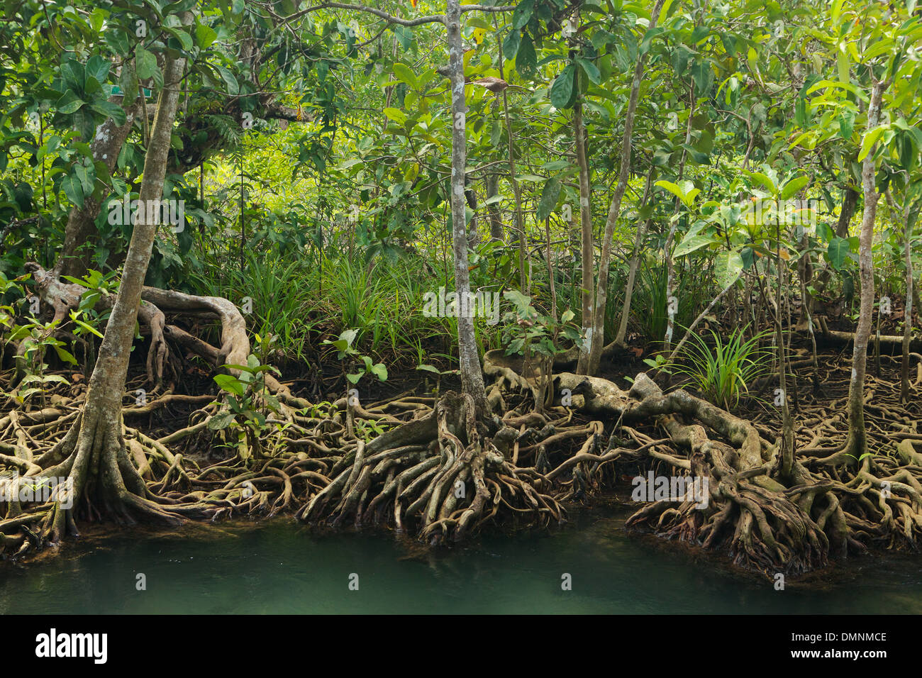 Mangrove canopy hi-res stock photography and images - Alamy