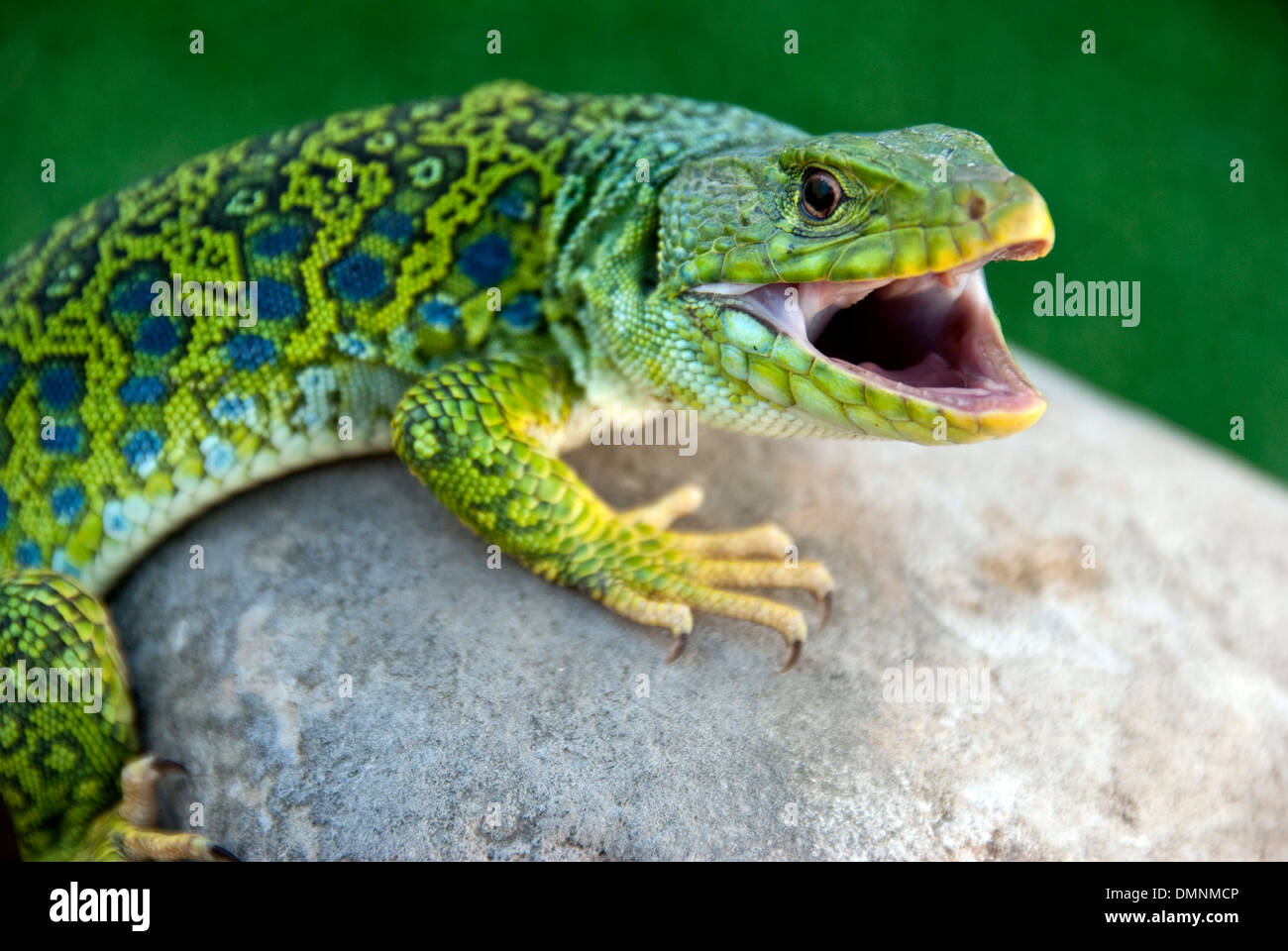 Ocelado hi-res stock photography and images - Alamy