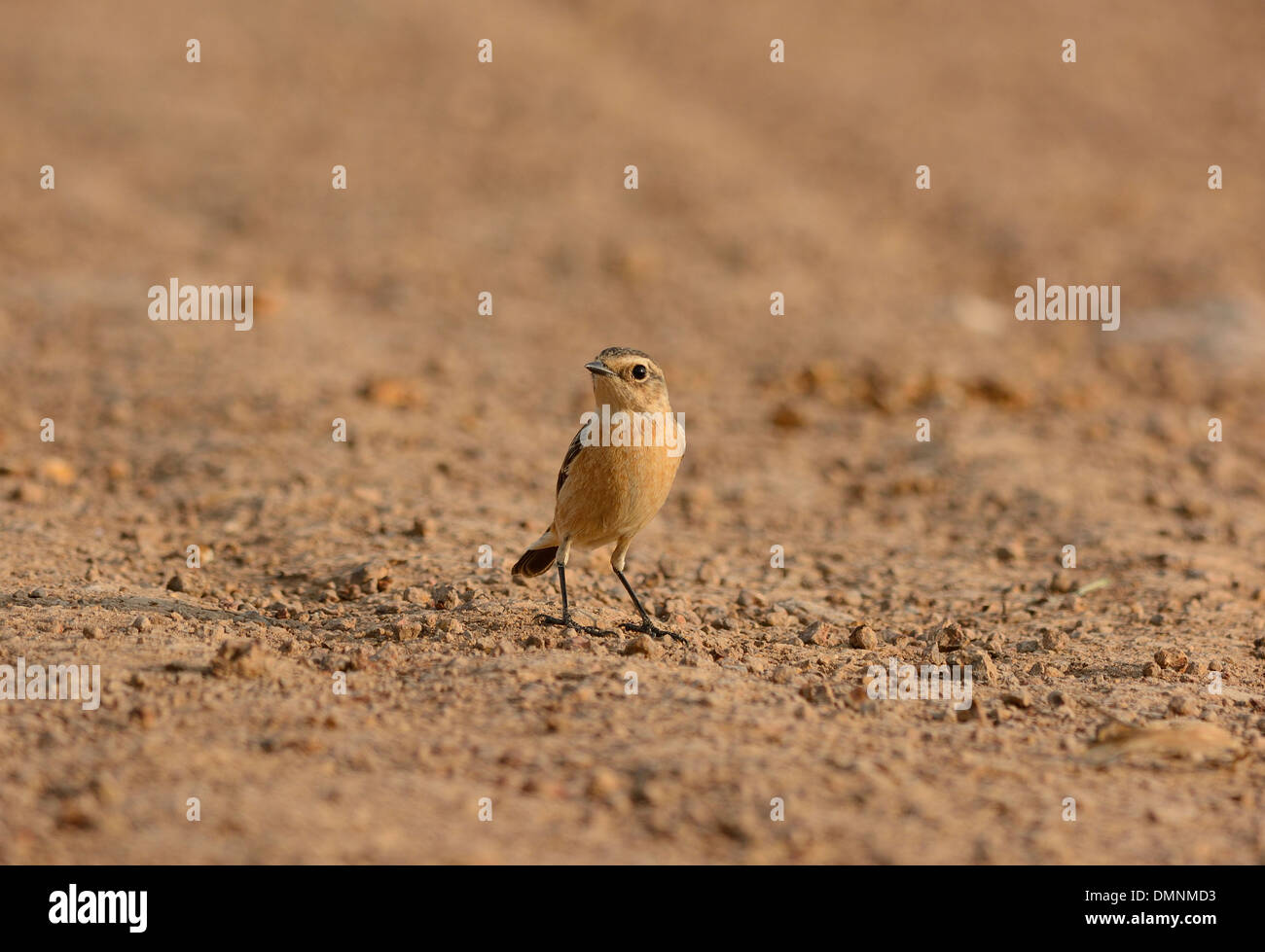 beautiful female Eastern Stonechat (Saxicola stejnegeri) standing on ...