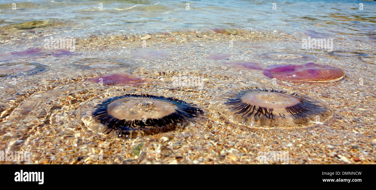 Jellyfish seen stranded on sand in a beach in the island of Mallorca ...