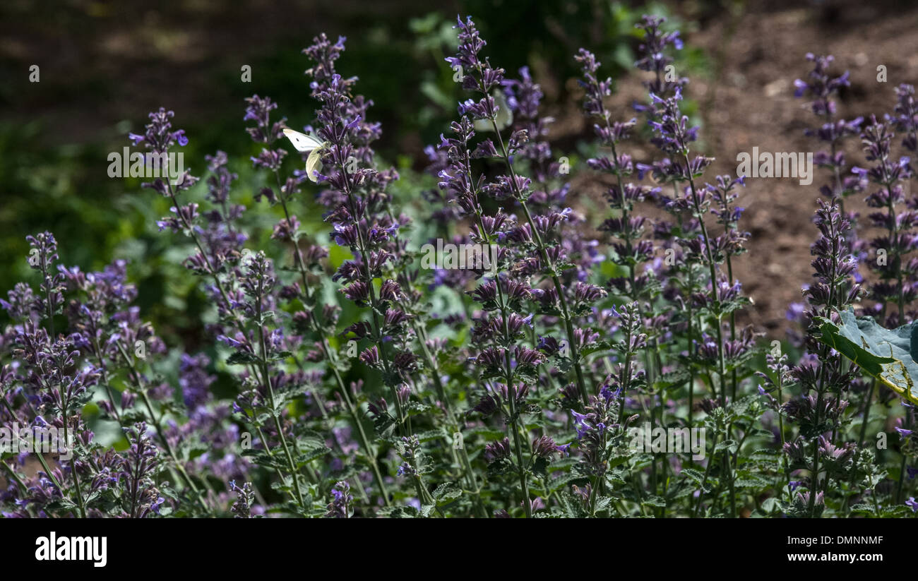 organic oregano plant growing in a farm garden in flower display of ...