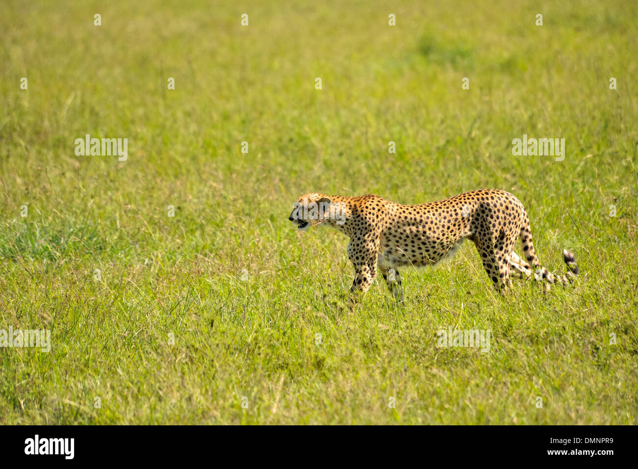 on safari in africa with the wild beasts Stock Photo - Alamy