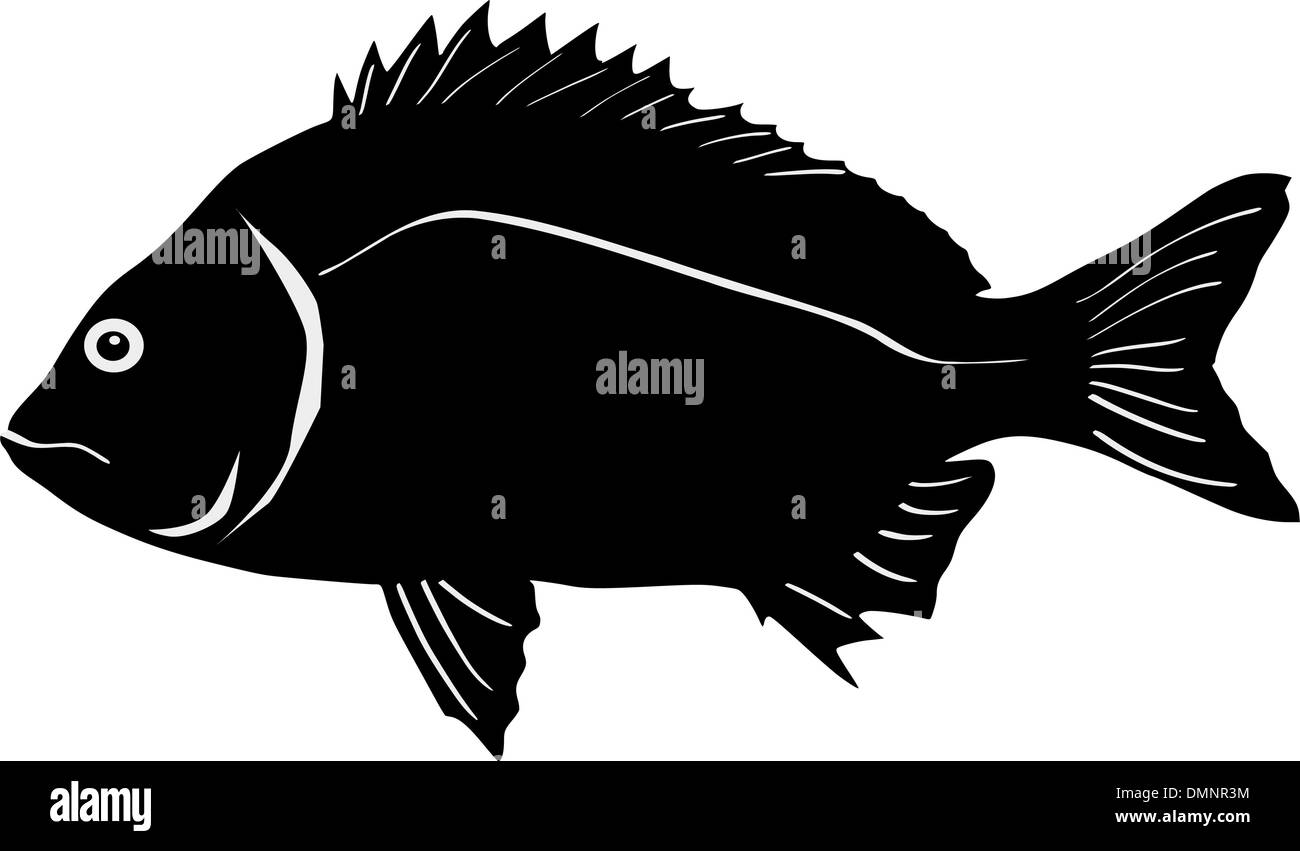 Bream Black and White Stock Photos & Images - Alamy