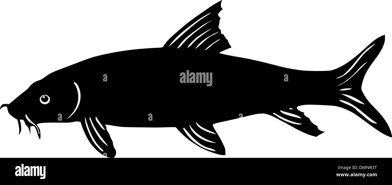 Freshwater barbel Stock Vector Images - Alamy