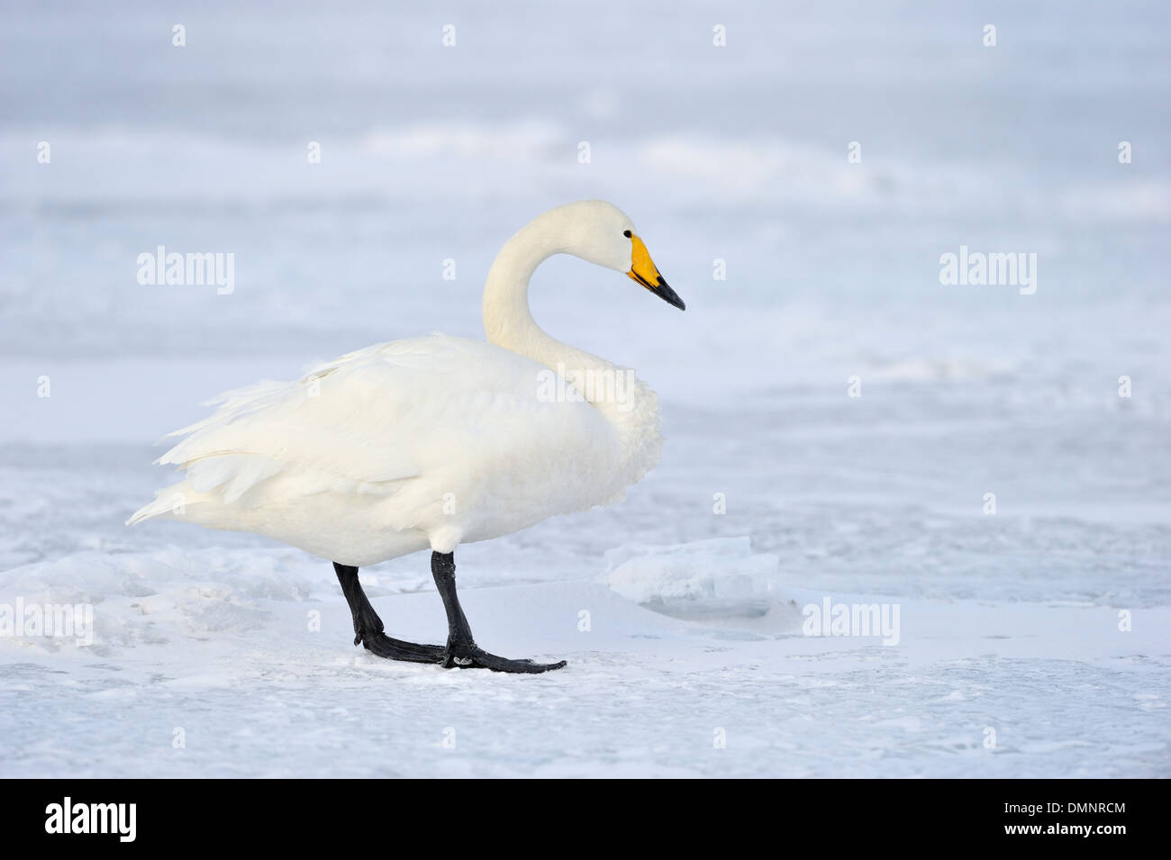 Swan standing hi-res stock photography and images - Alamy