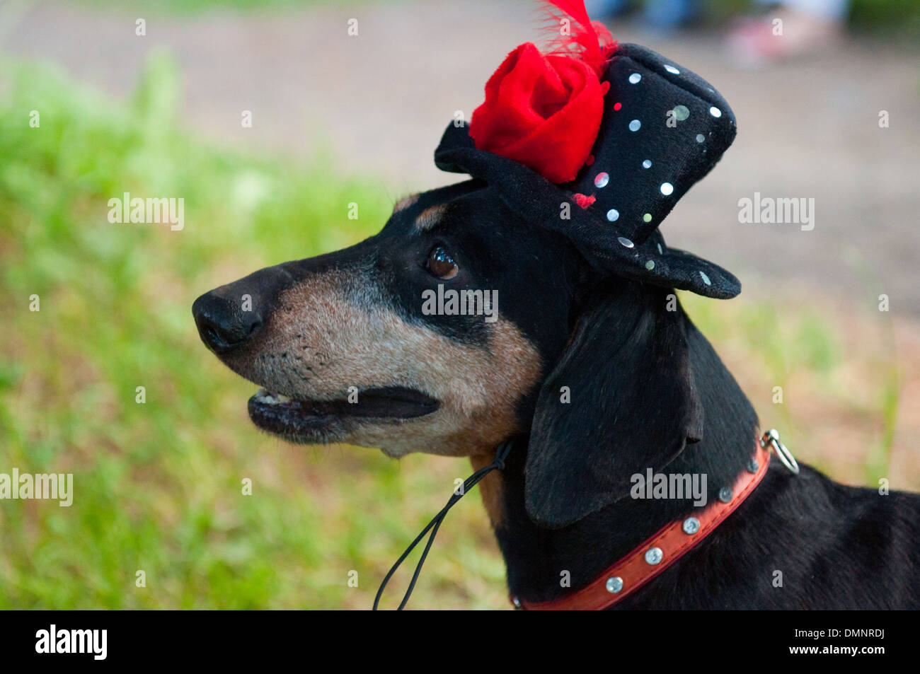 The dachshund is a short-legged, long-bodied dog breed of dog belonging ...