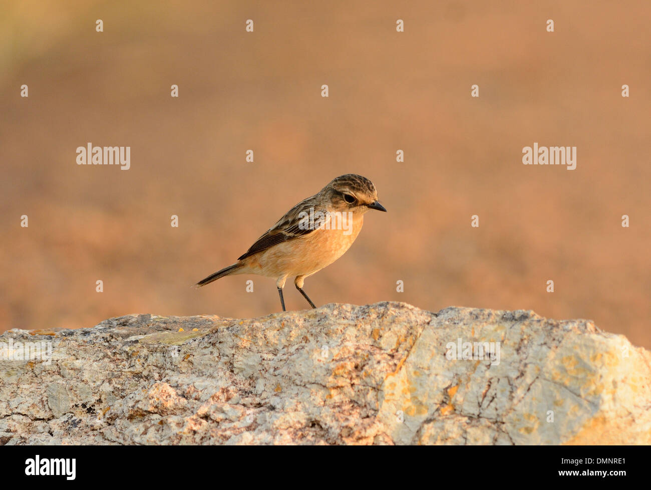 Beautiful female eastern stonechat saxicola hi-res stock photography ...