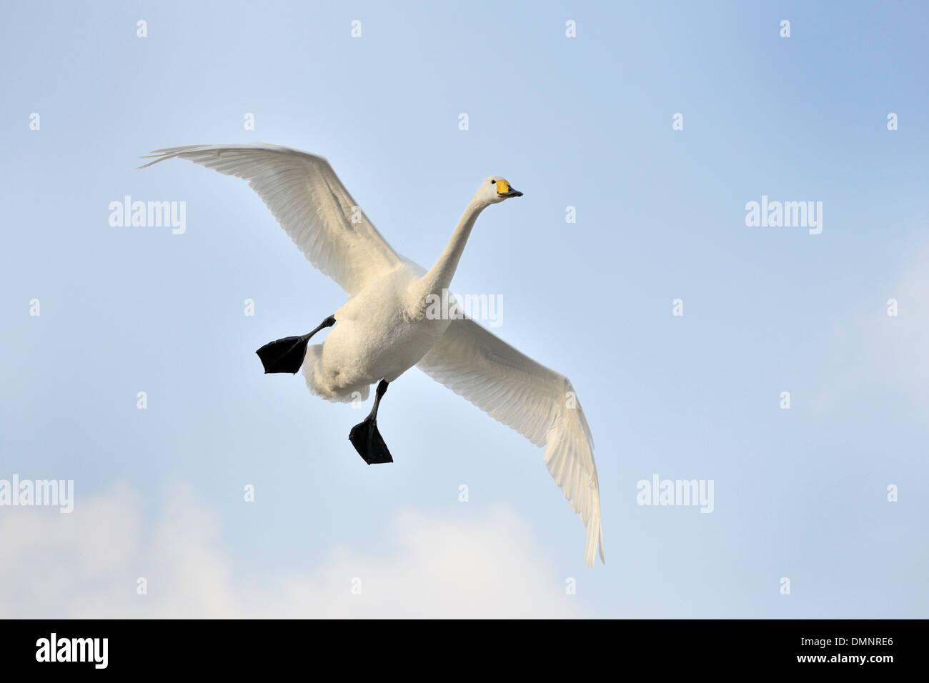 Swan blue sky hi-res stock photography and images - Alamy